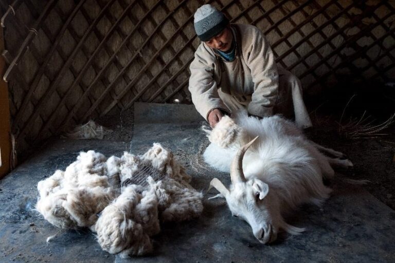 The Story Behind the Softest Fabric: Cashmere - Textile Research and ...
